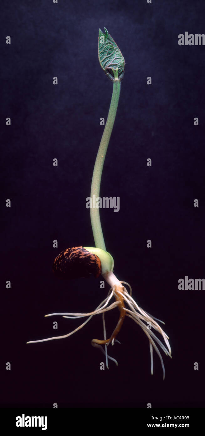 Runner Bean Roots High Resolution Stock Photography and Images - Alamy