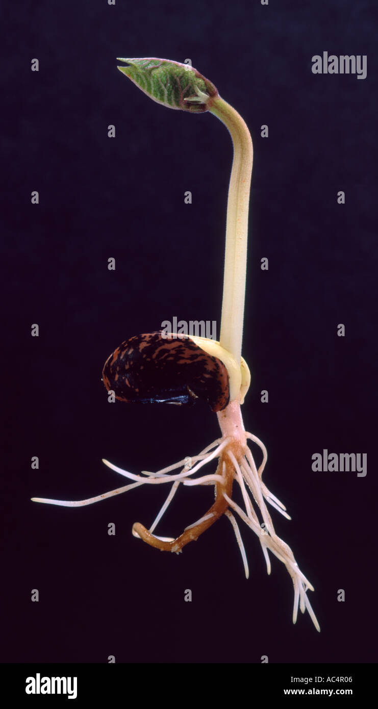 Runner Bean Roots High Resolution Stock Photography and Images - Alamy