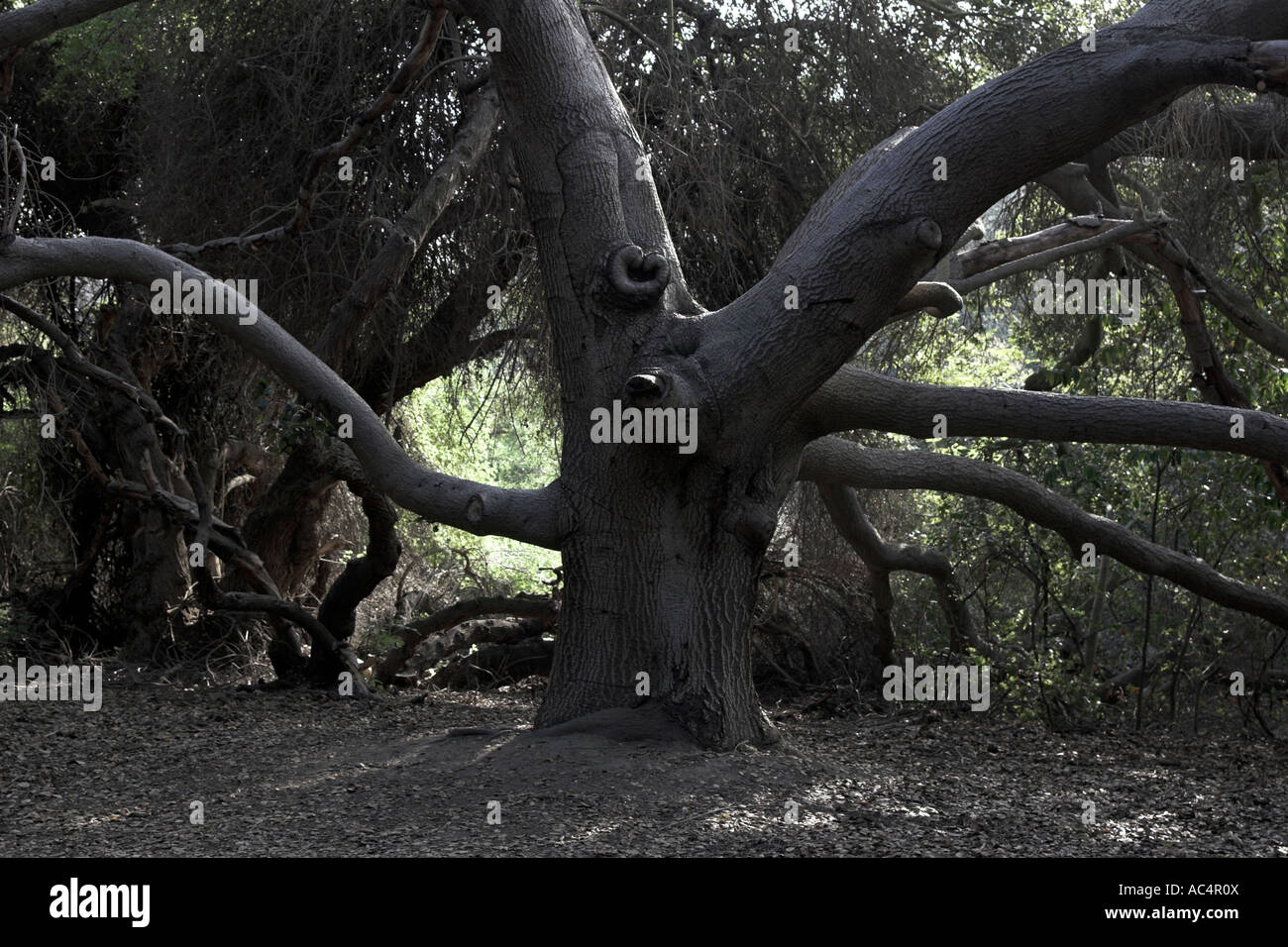 Tree trunk at El Dorado Nature Center, Long Beach, California Stock ...