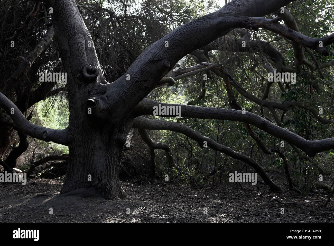 Tree trunk at El Dorado Nature Center, Long Beach, California Stock ...