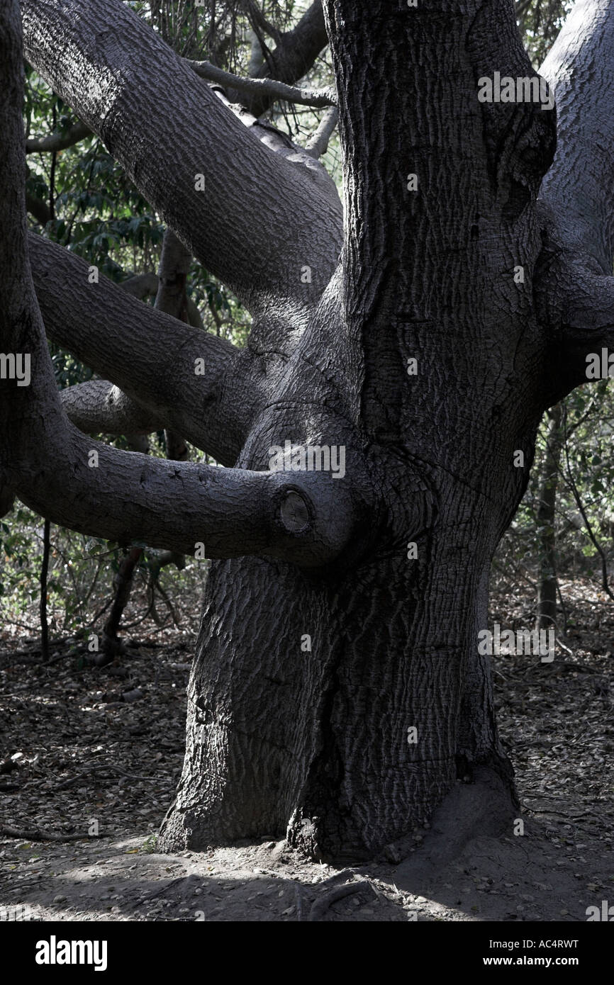 Tree trunk at El Dorado Nature Center, Long Beach, California Stock ...