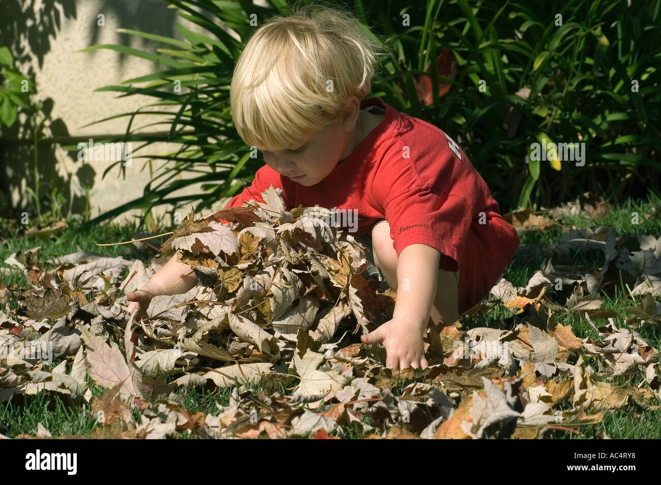 boy gathering autumn leaves:Stock Photo, Photos, Images, Pictures ...