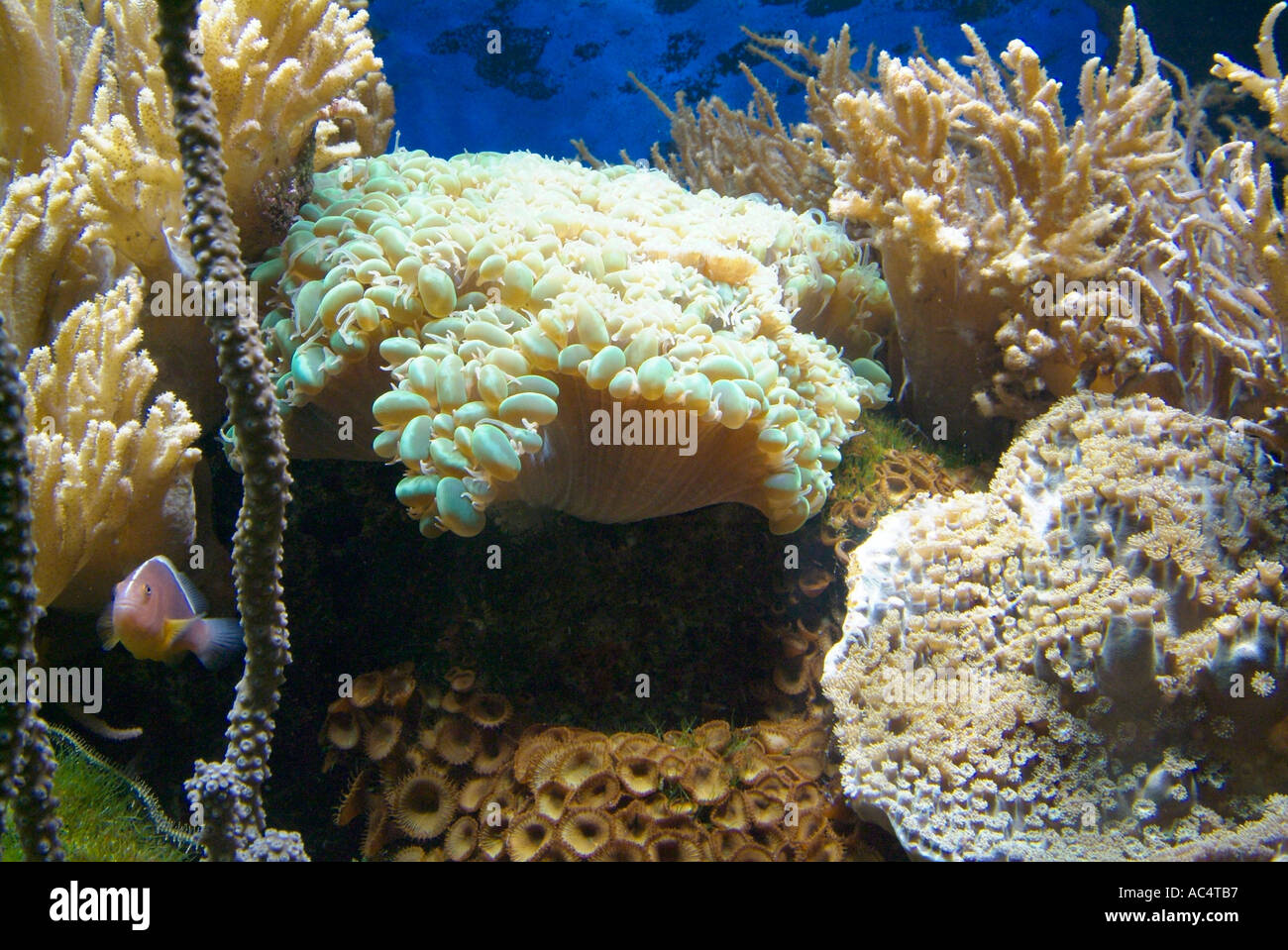 Tropical fish aquarium Chester zoo Cheshire UK GB EU Europe Stock Photo ...