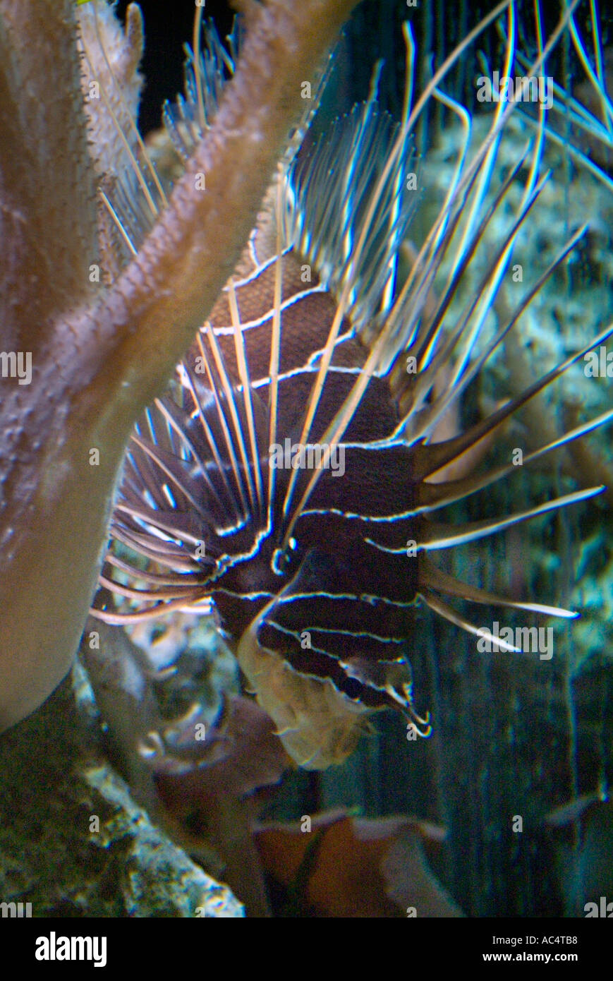 Tropical fish aquarium Chester zoo Cheshire UK GB EU Europe Stock Photo ...