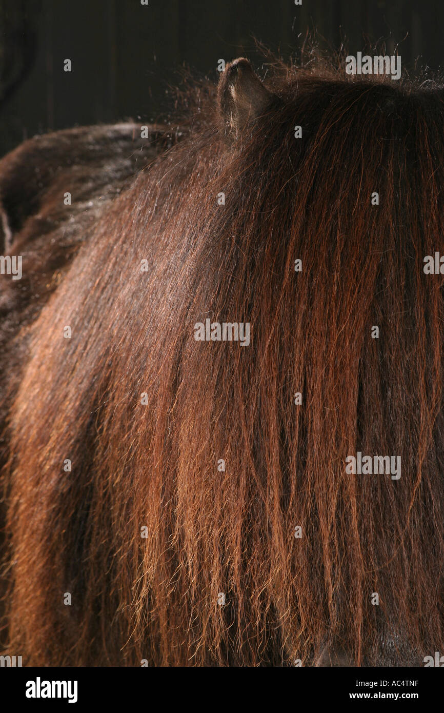 Shetland Pony s forelock mane and ear Stock Photo - Alamy