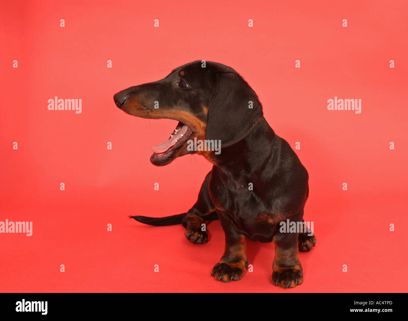 Smooth haired Dachshund Dog Puppy Stock Photo - Alamy