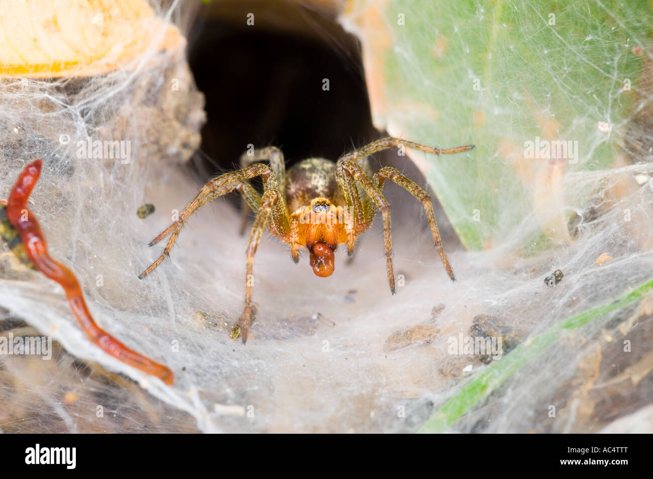 spider and cobweb Stock Photo - Alamy