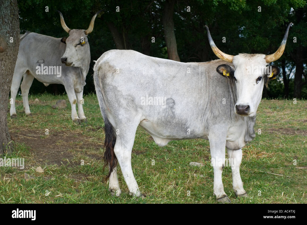 Maremma cattle hi-res stock photography and images - Alamy