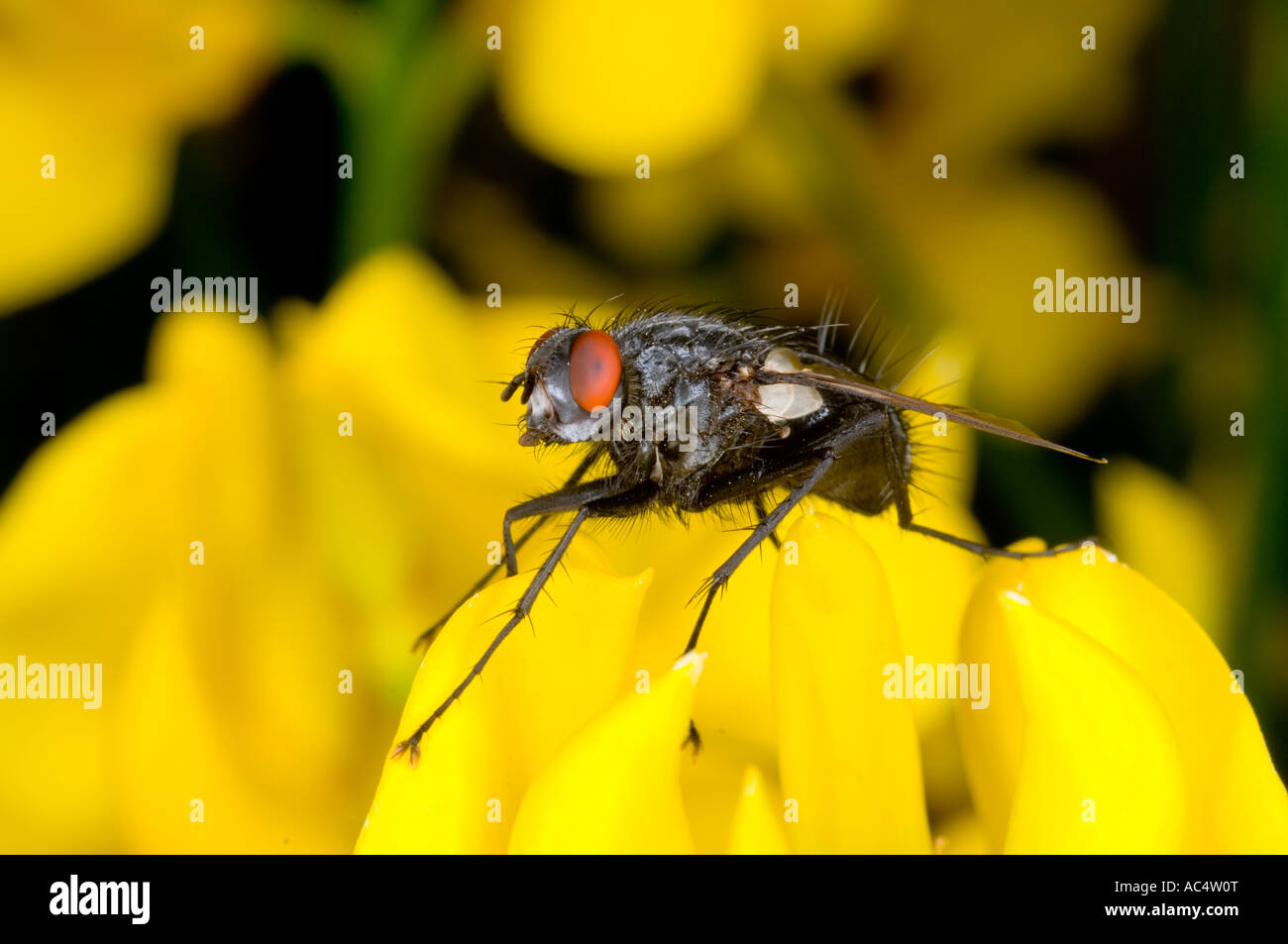 flower and blowfly Stock Photo - Alamy