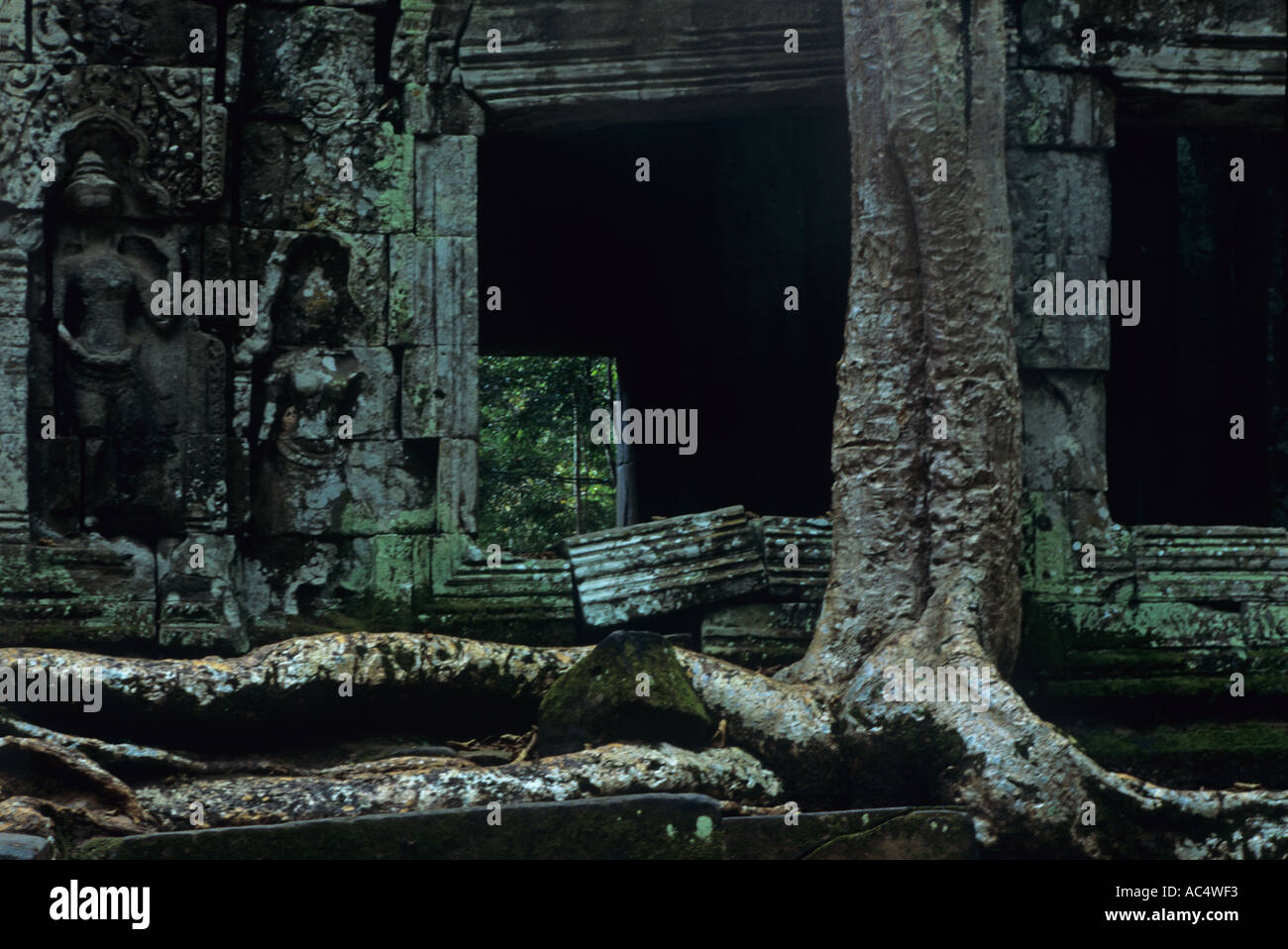 Enormous Kapok Trees Envelope Ta Prohm Temple Angkor Wat Complex ...