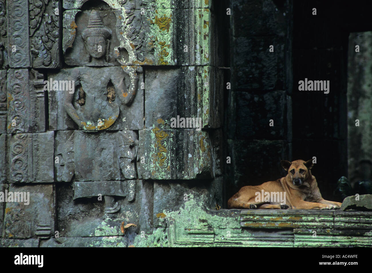 Dog Angkor Wat High Resolution Stock Photography and Images - Alamy