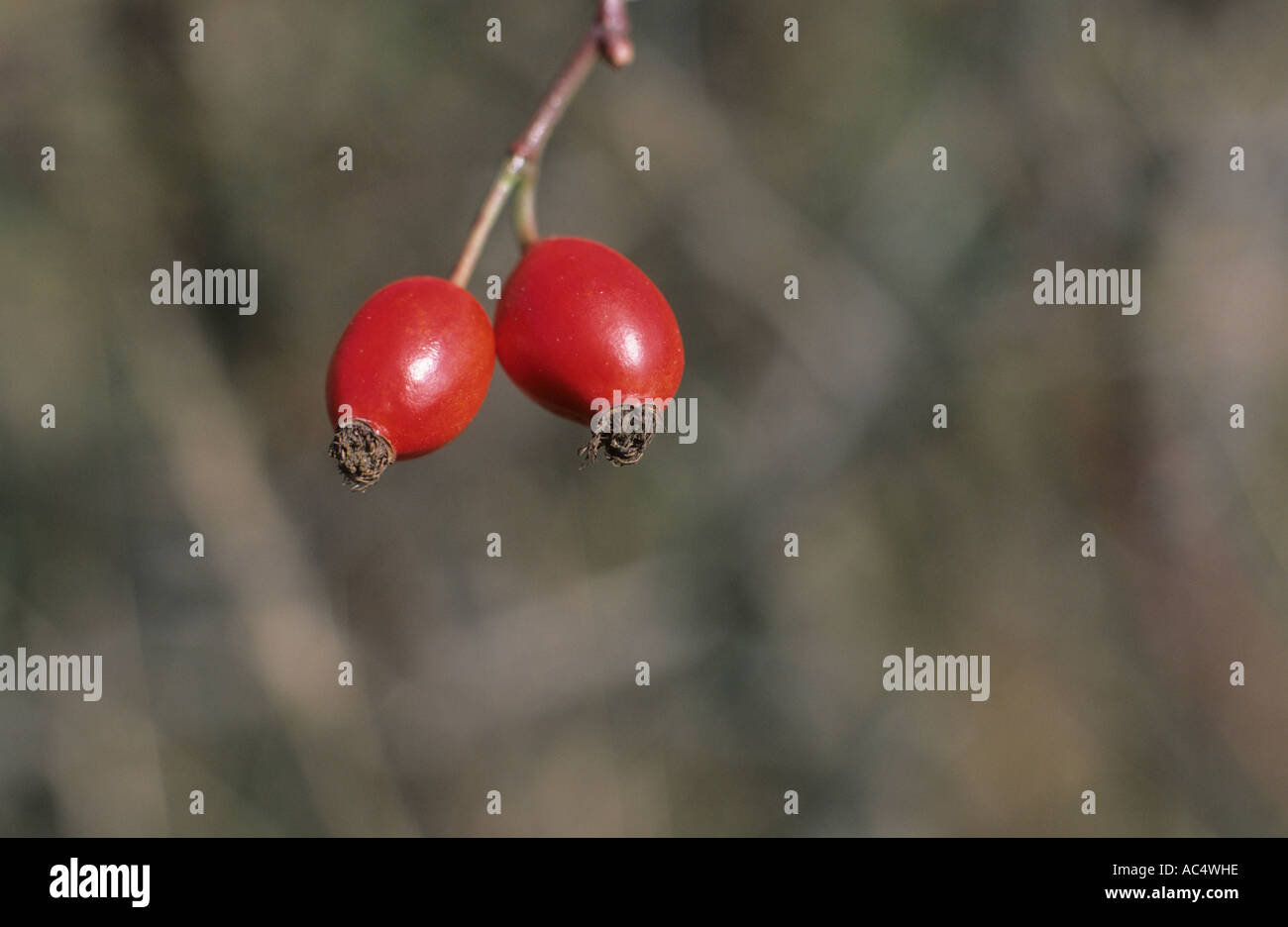 Rose hips Fruits of the dog rose Rosa canina Stock Photo - Alamy
