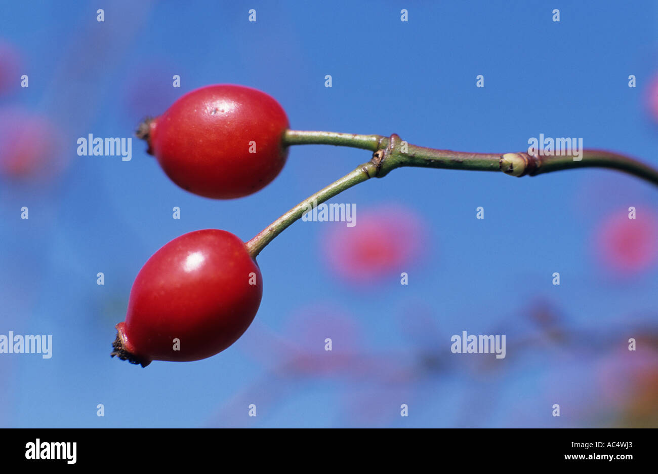 Rose hips Fruits of the dog rose Rosa canina Stock Photo - Alamy