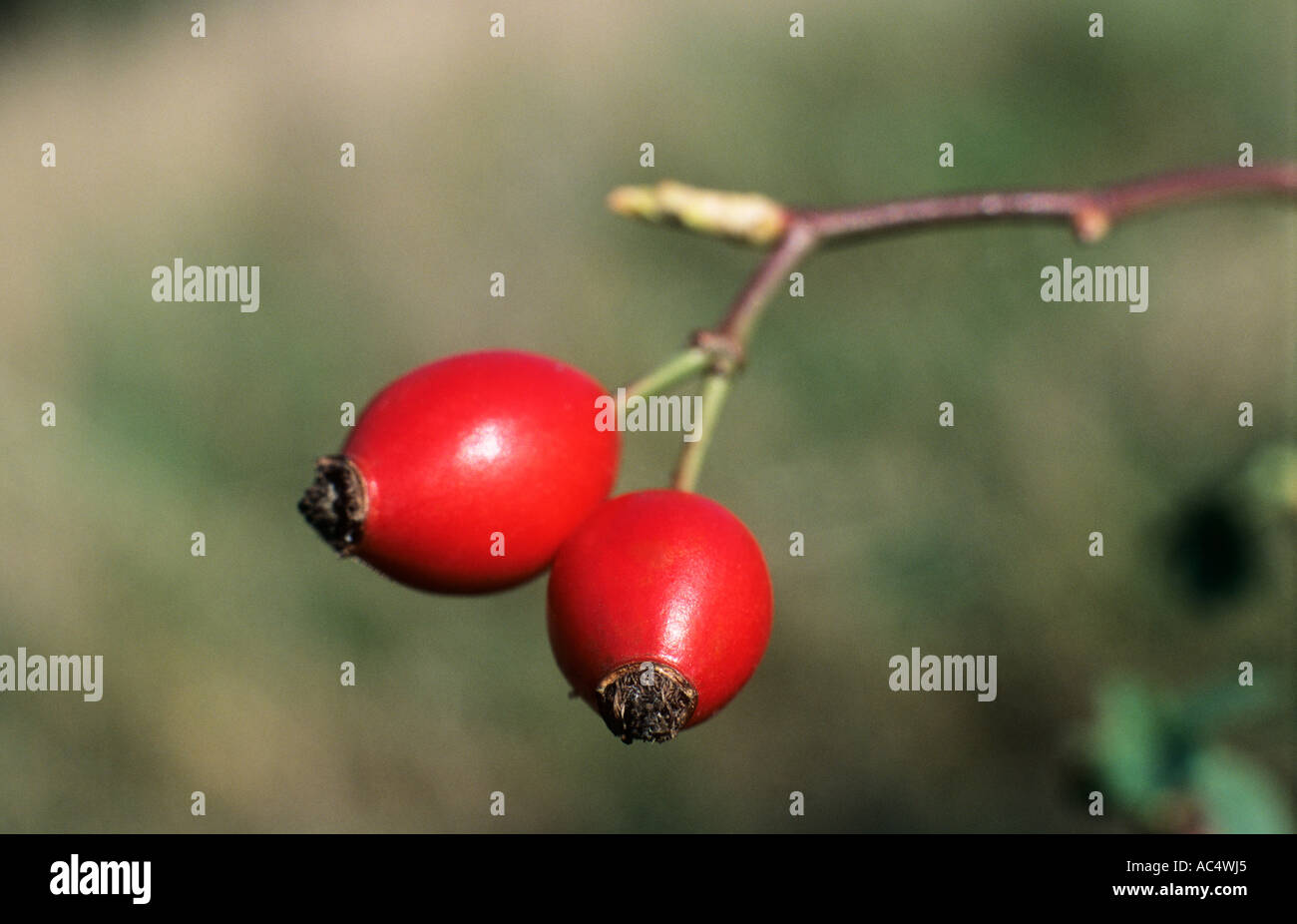 Rose hips Fruits of the dog rose Rosa canina Stock Photo - Alamy