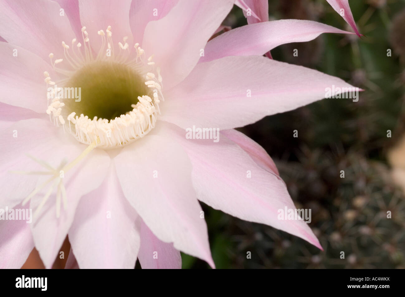 Reproductive structure of flower hi-res stock photography and images ...