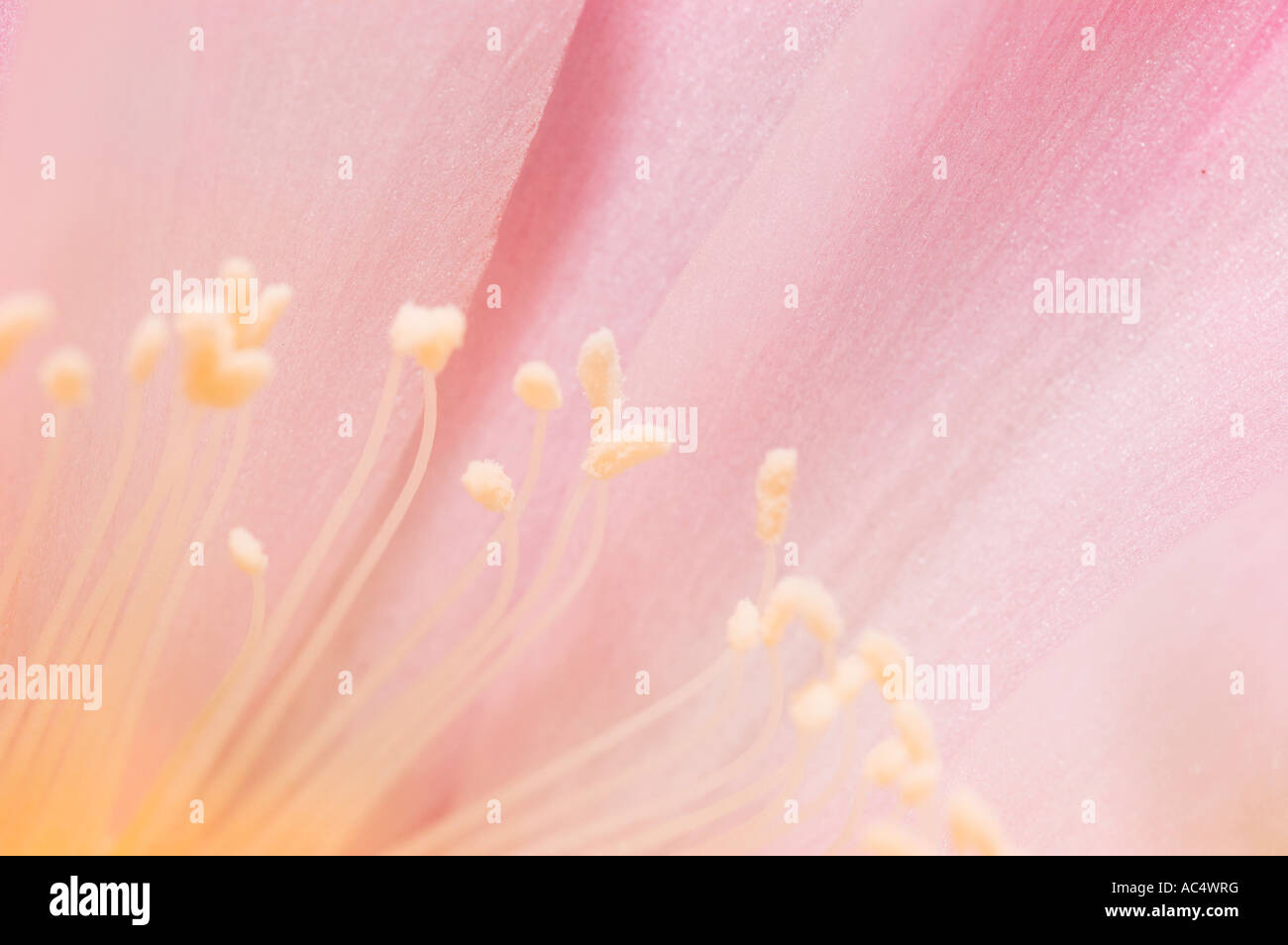 Anthers structure hi-res stock photography and images - Alamy