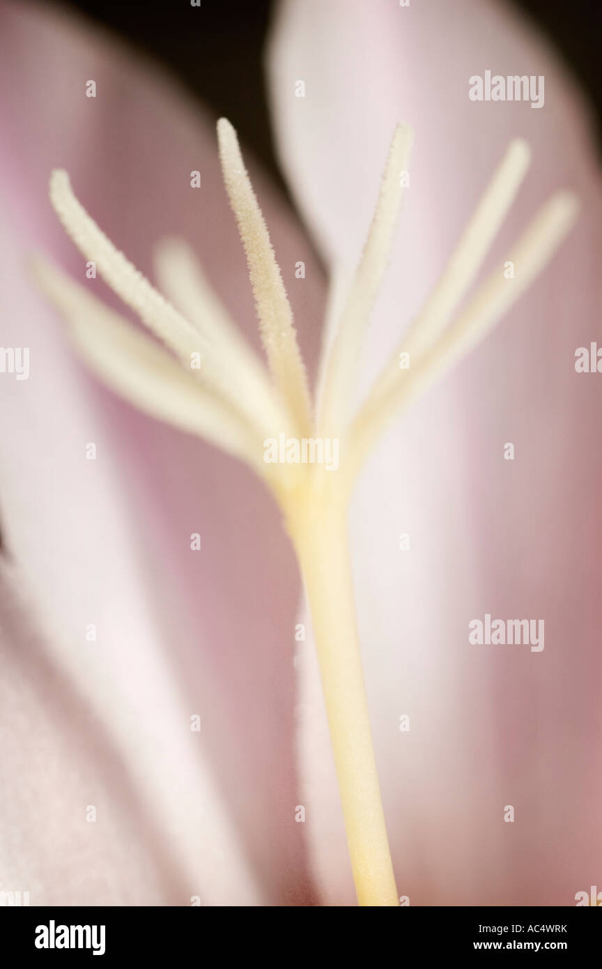 Flower reproductive structure hi-res stock photography and images - Alamy