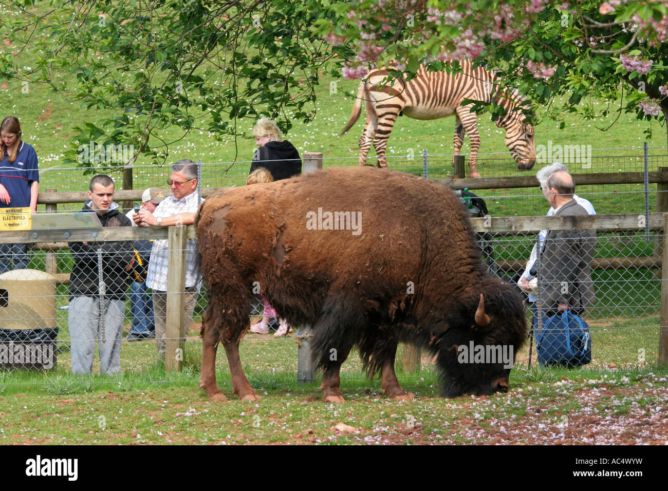 Uk wild bison hi-res stock photography and images - Alamy