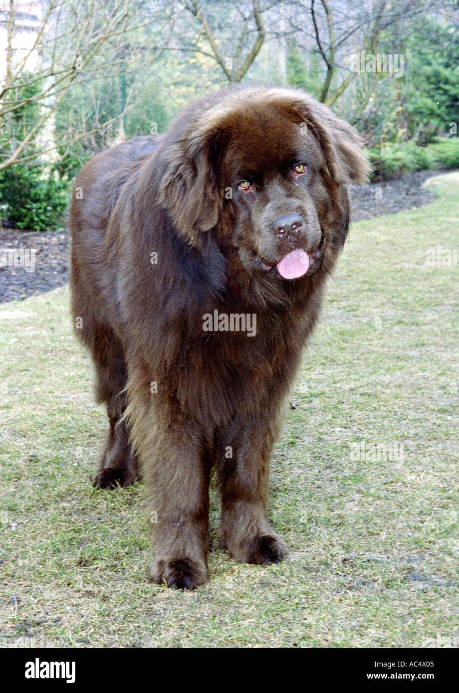 Brown newfoundland dog hi-res stock photography and images - Alamy