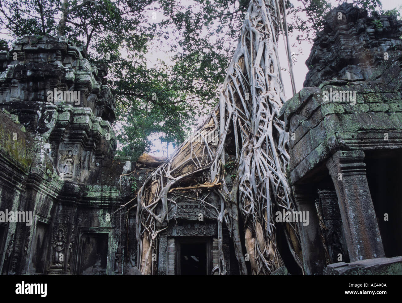 Giant Kapok Tree Wraps Itself around temple remains at Ta Prohm Angkor ...