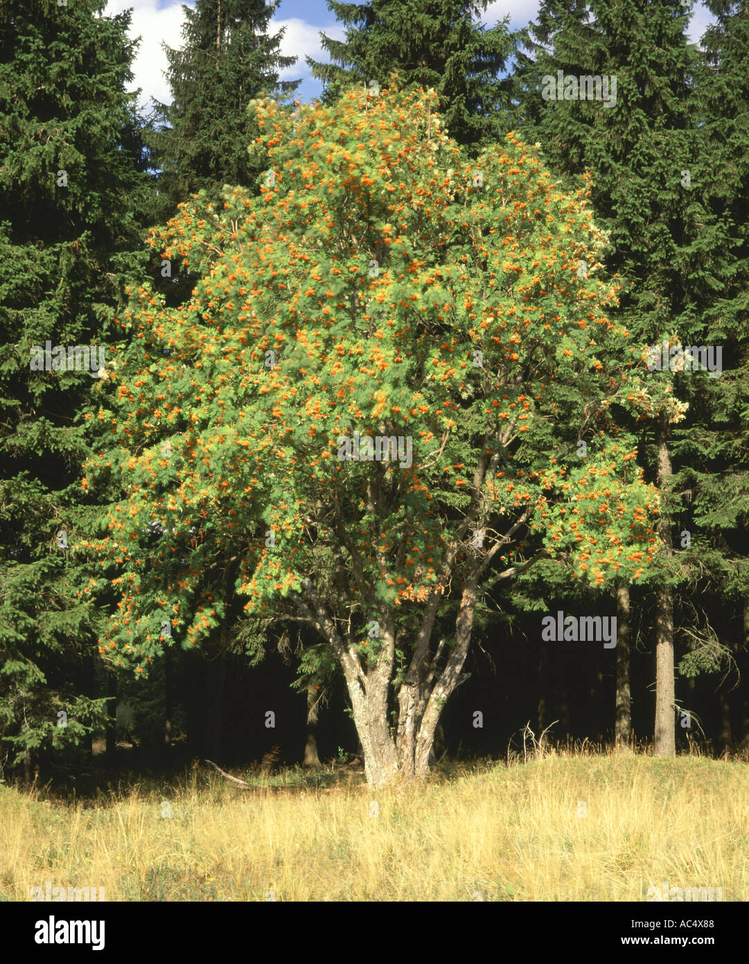 Rowan tree Sorbus aucuparia Stock Photo - Alamy