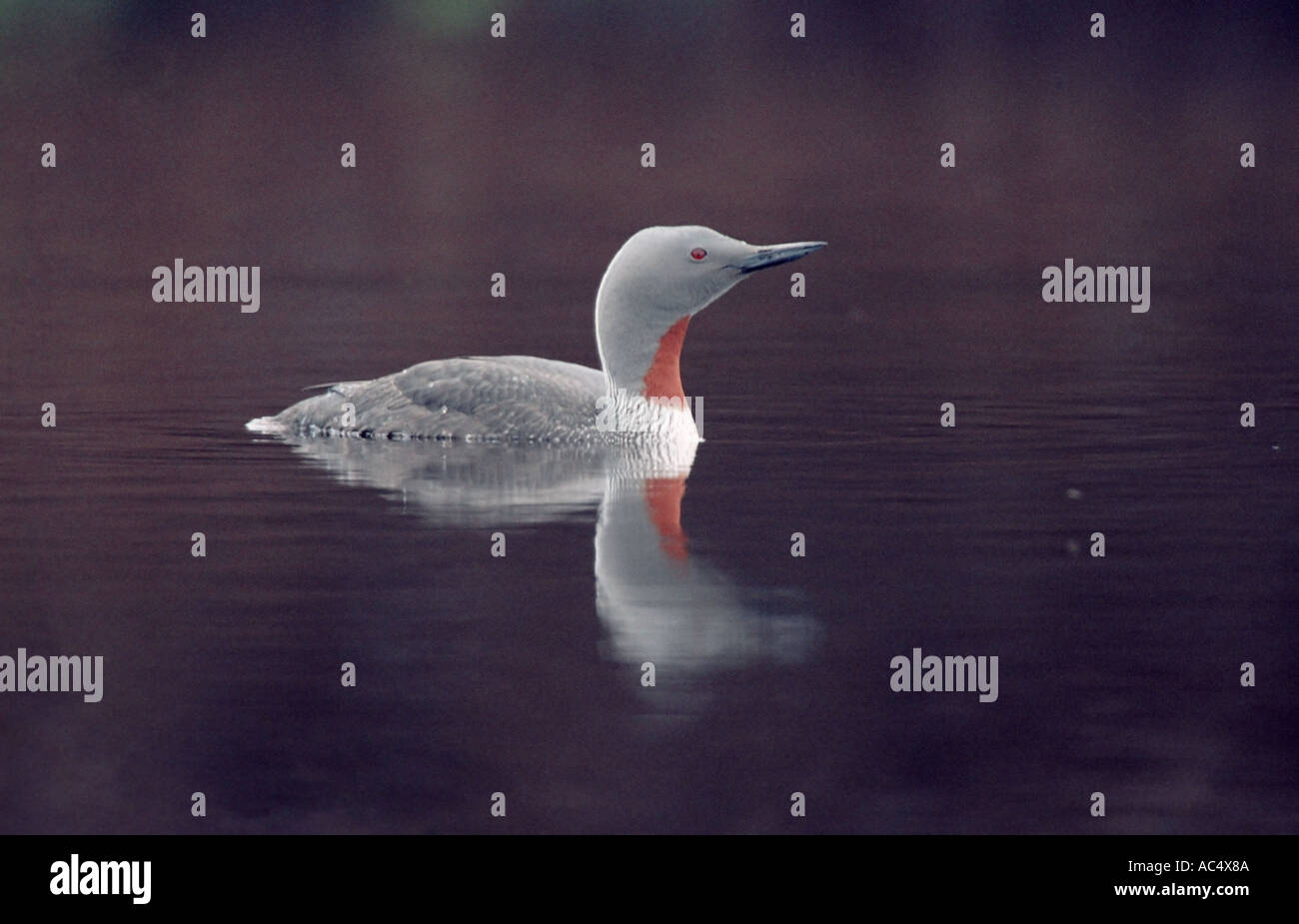 RED THROATED DIVER Gavia stellata Stock Photo - Alamy