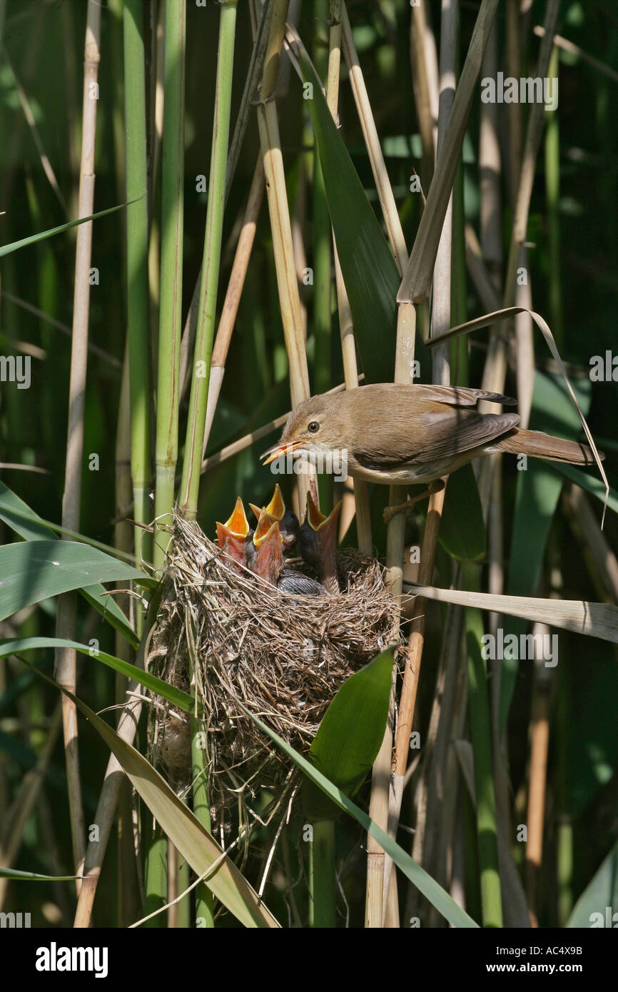 Reed warbler and nest hi-res stock photography and images - Alamy