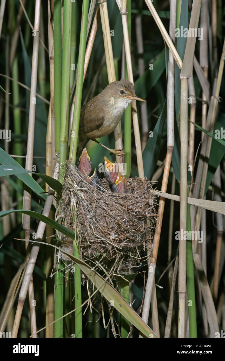 Scirpaceus hi-res stock photography and images - Alamy