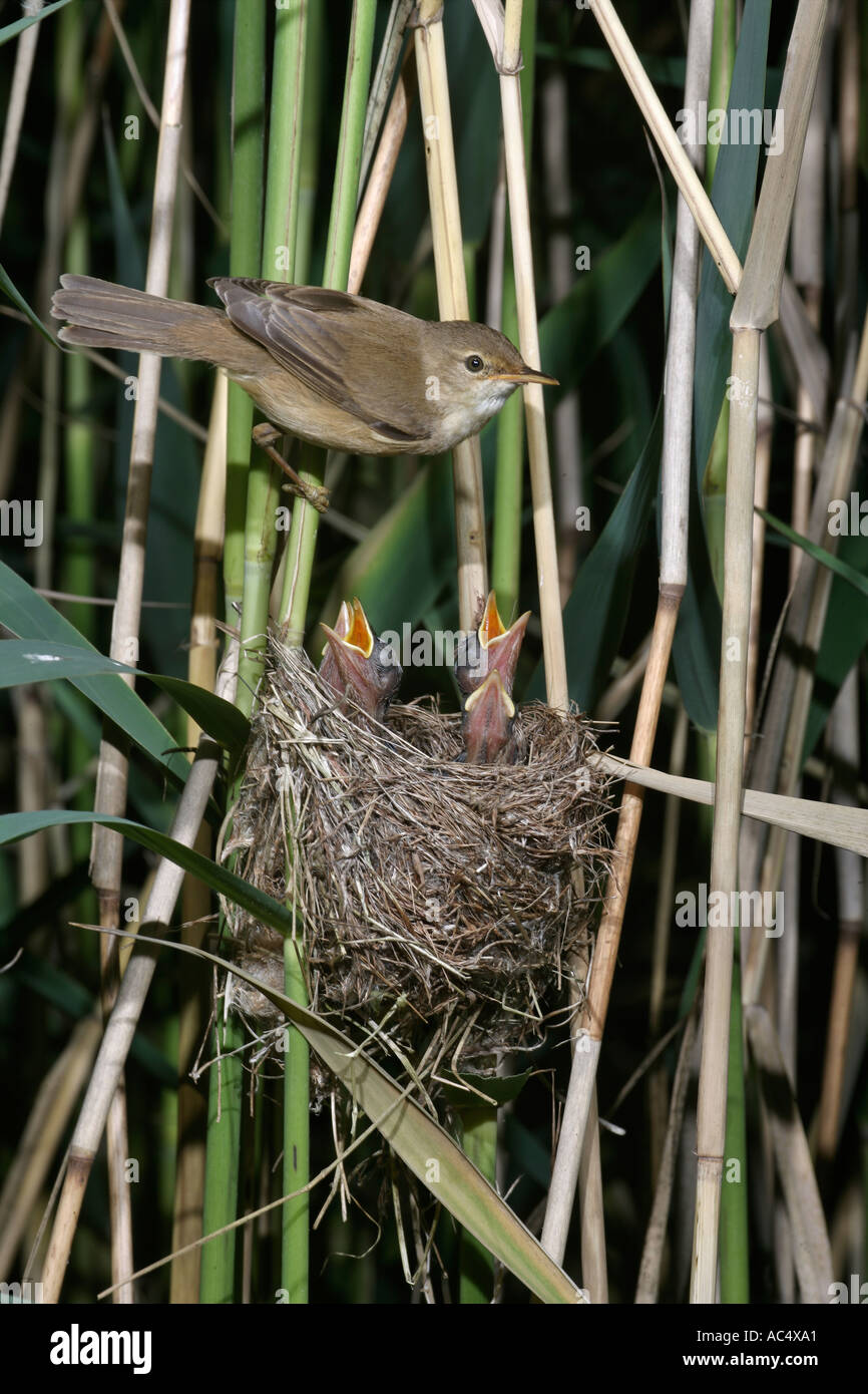Reed warbler nest uk hi-res stock photography and images - Alamy