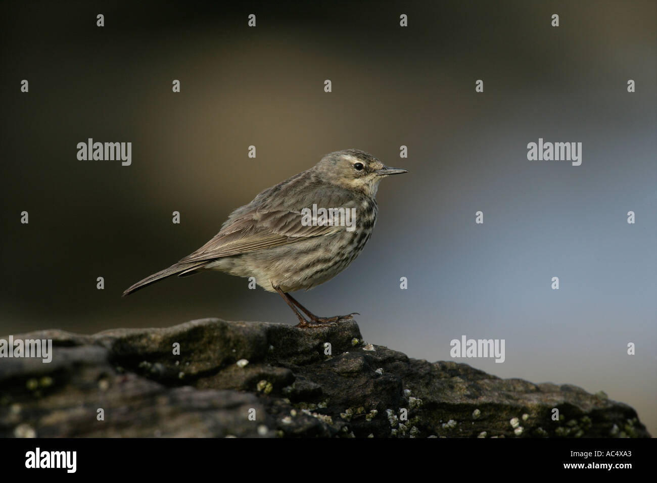 ROCK PIPIT Anthus petrosus Stock Photo - Alamy
