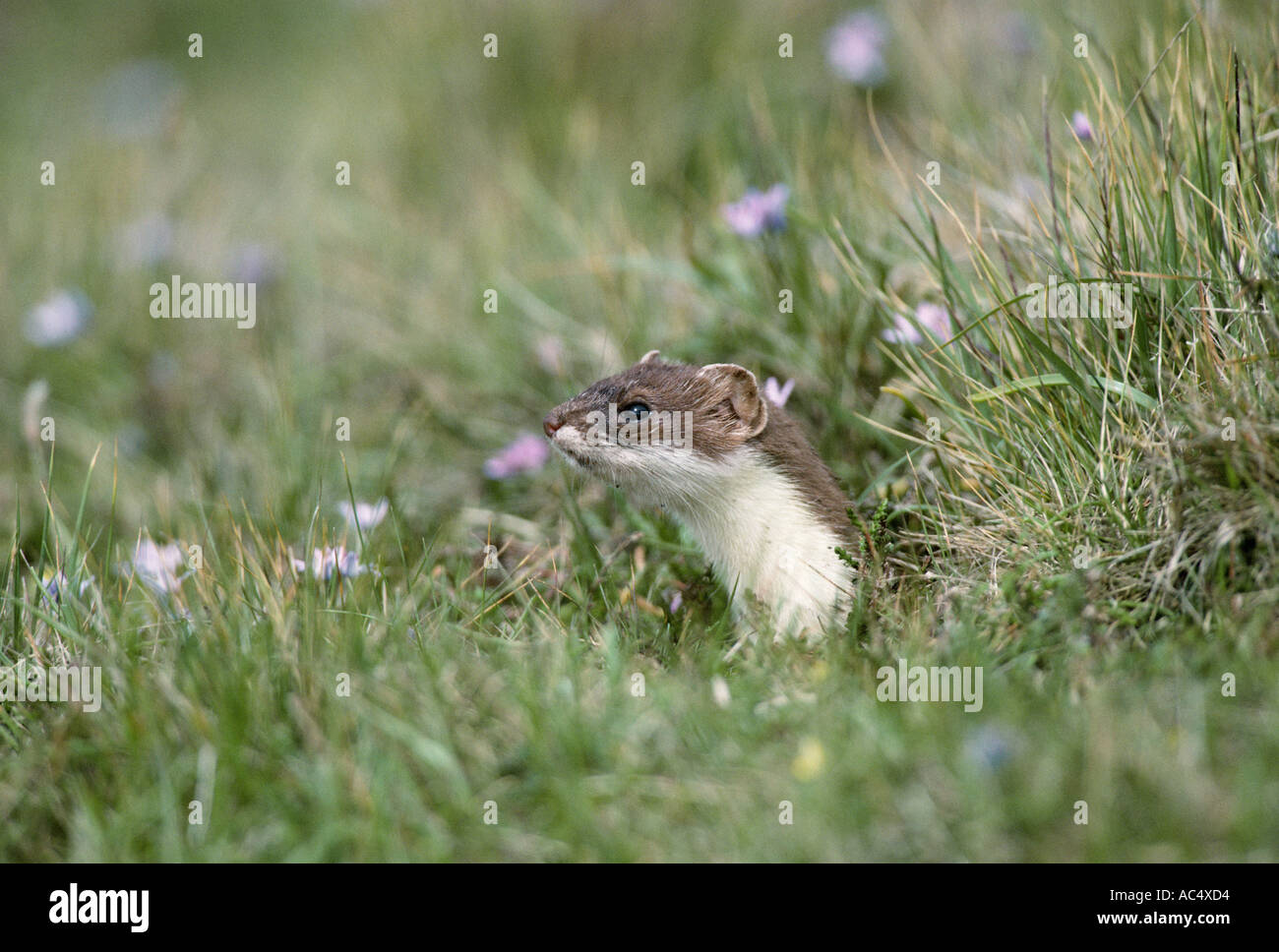 Stoat british hi-res stock photography and images - Alamy