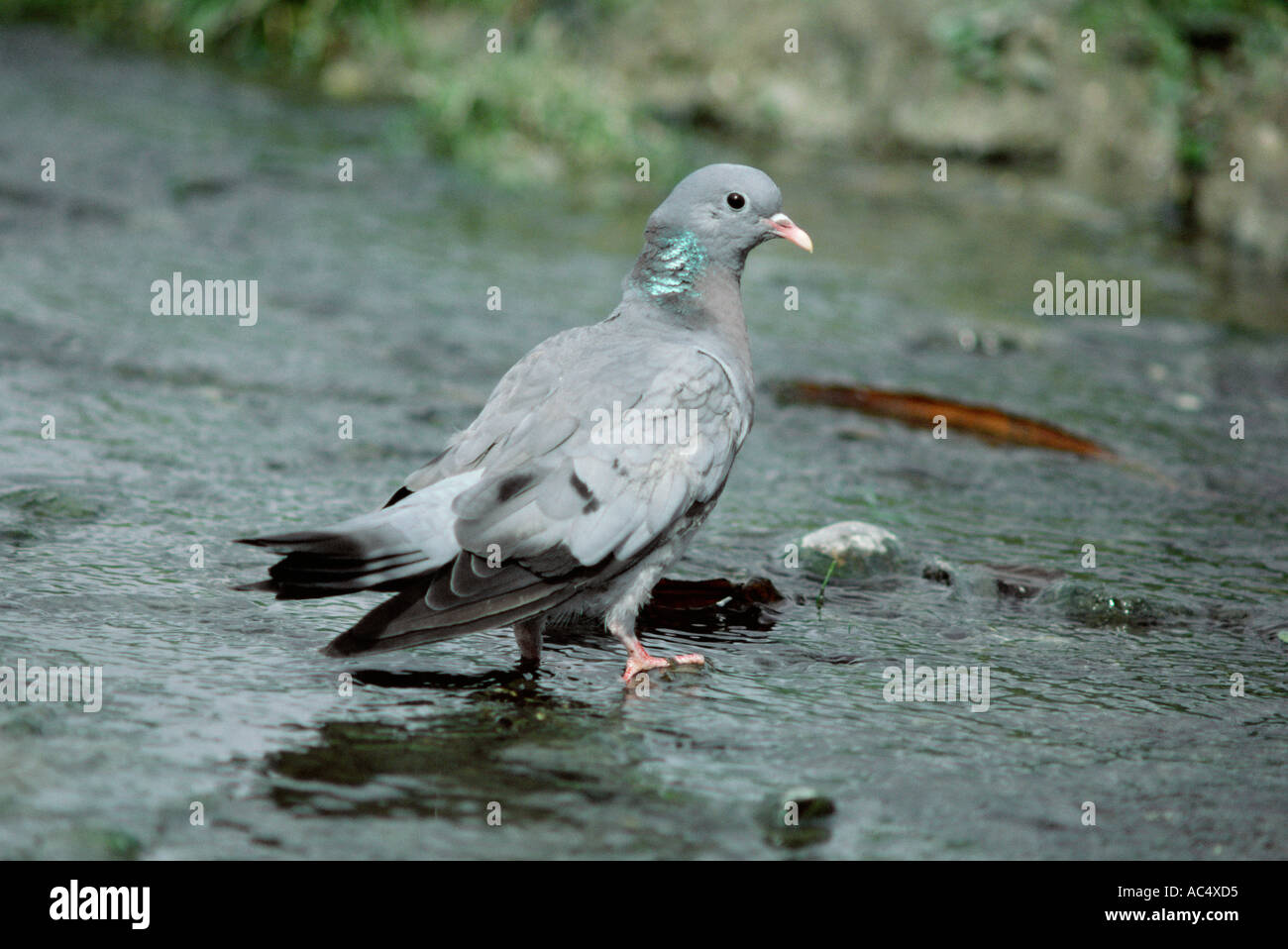 STOCK DOVE Columba oenas Stock Photo - Alamy