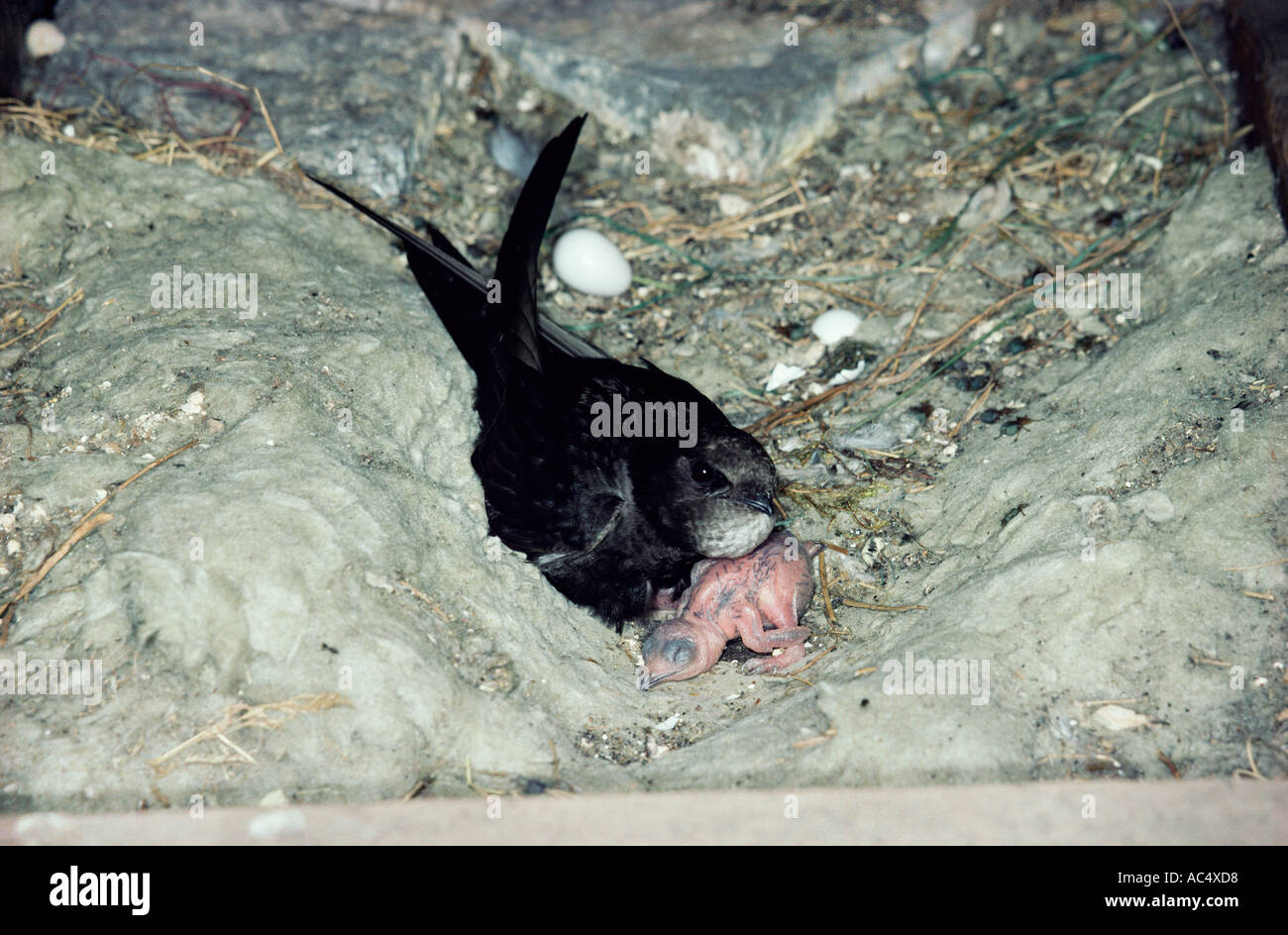 SWIFT Apus apus Stock Photo - Alamy