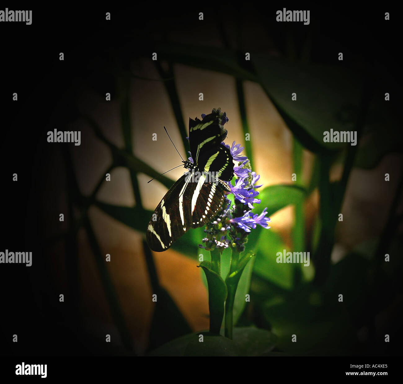 Spotlight on a Zebra Butterfly Stock Photo - Alamy