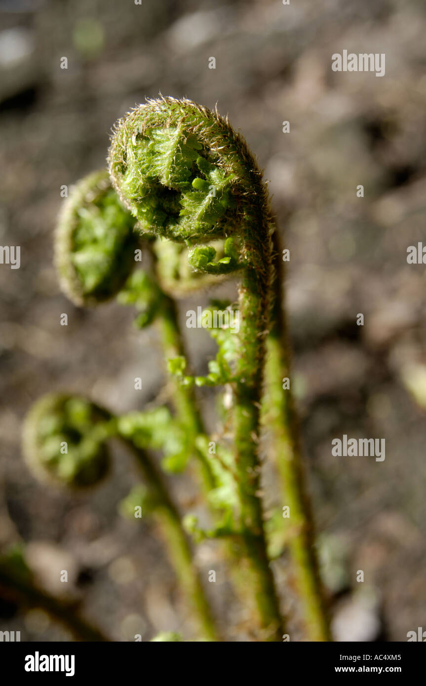 New Fern Shoot Growing Stock Photo - Alamy
