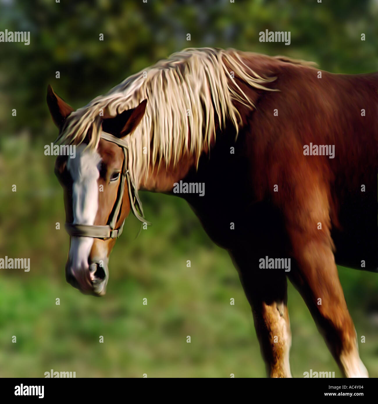 Old horse horse hi-res stock photography and images - Alamy