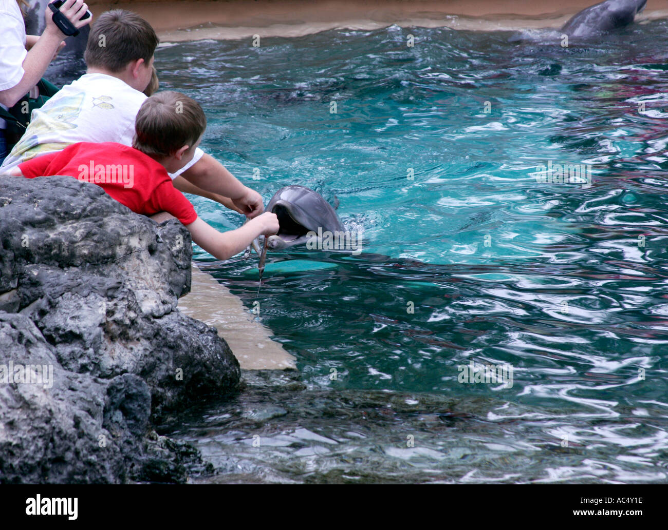 Kids feeding Dolphins Stock Photo - Alamy