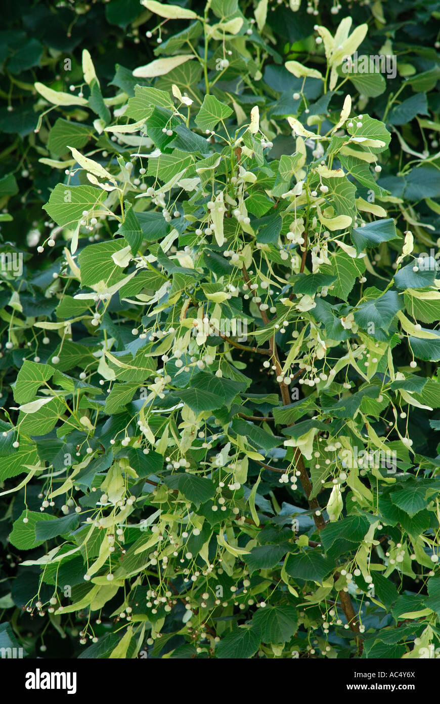 Common lime hi-res stock photography and images - Alamy