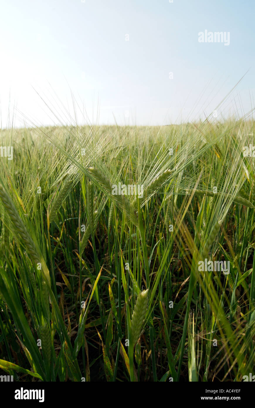 Ripening barley ear Barley Cereal Grain Ear Food Crop, , land, farm ...