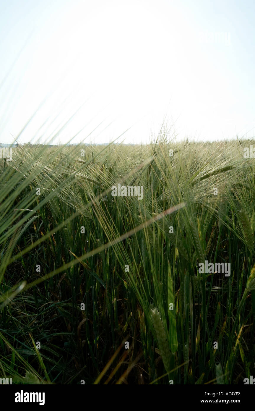 Ripening barley ear Barley Cereal Grain Ear Food Crop, , land, farm ...