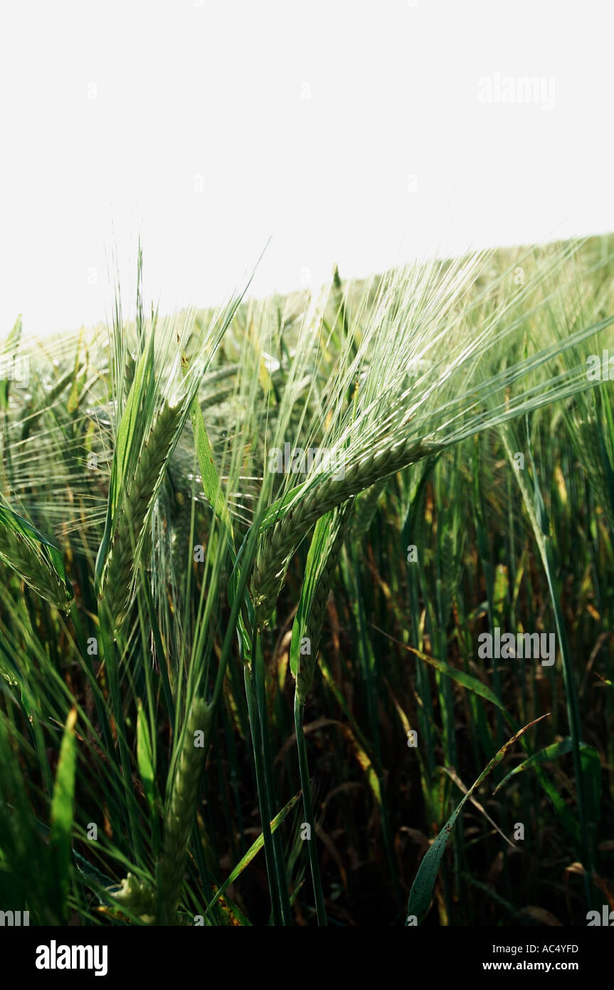 Ripening barley ear Barley Cereal Grain Ear Food Crop, , land, farm ...