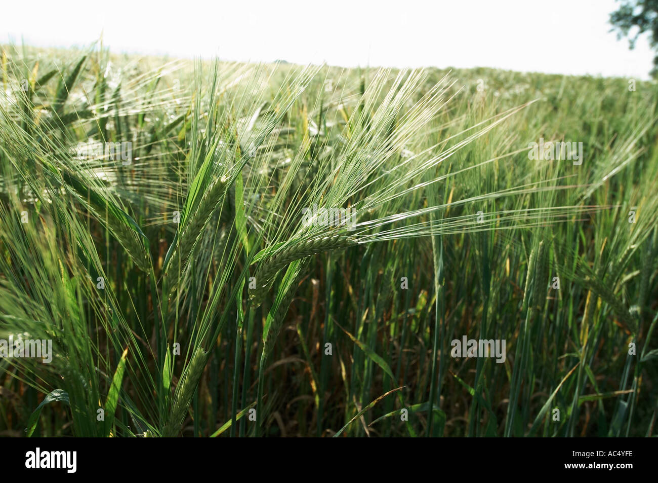 Ripening barley ear Barley Cereal Grain Ear Food Crop, , land, farm ...