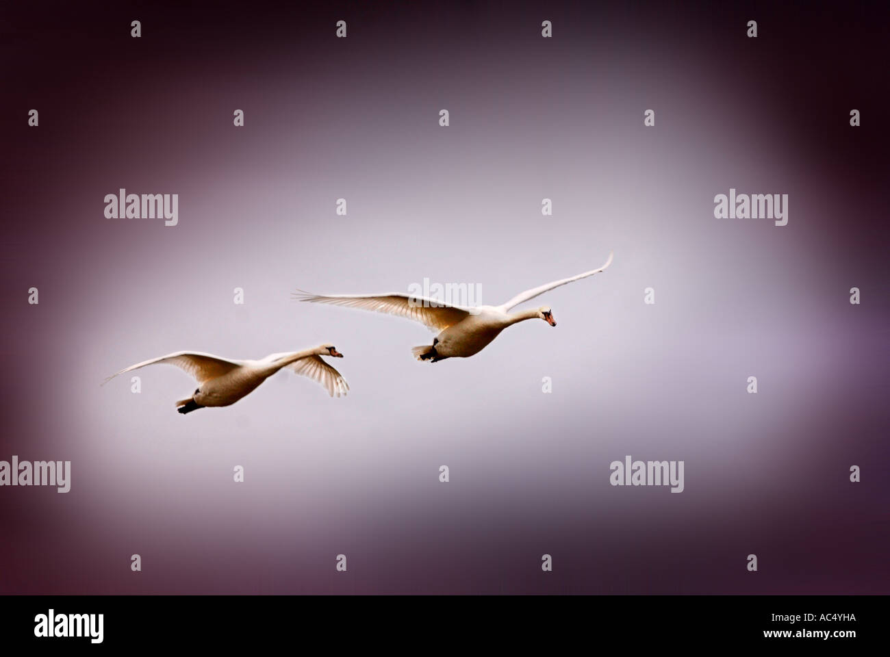 A PAIR OF SWANS FLYING OVER THE RIVER WYLYE NEAR GREAT WISHFORD ...