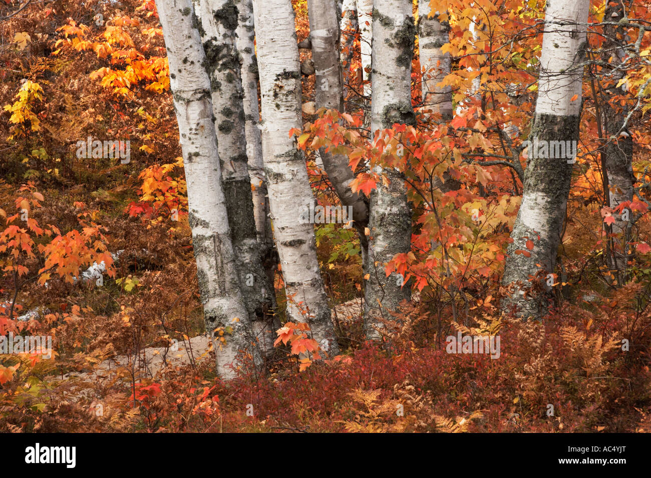 Autumn Birch Trees in Picture Rocks National Lakeshore U P Michigan ...