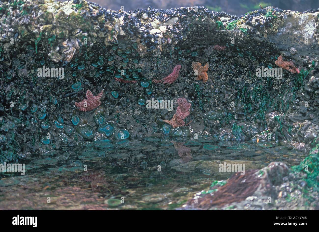 Oregon coast food hi-res stock photography and images - Alamy