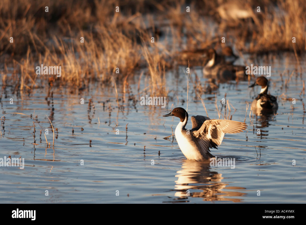 Common Pintail duck at the Bosque Del Apache wildlife refuge New Mexico ...