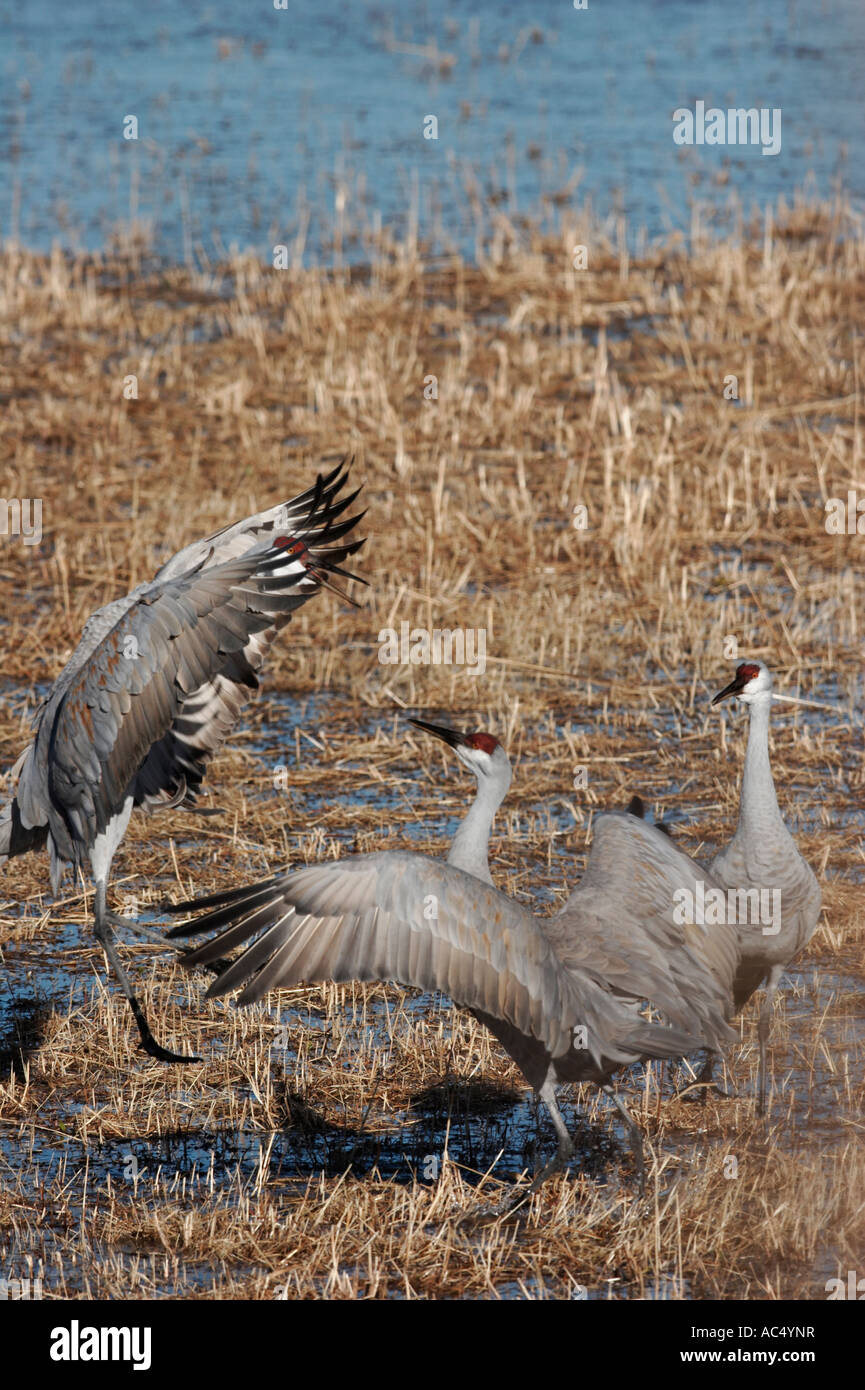 Sandhill Cranes fighting at the Bosque Del Apache New Mexico Stock ...