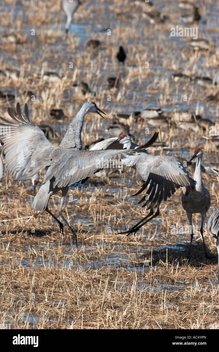 Two Sandhill Cranes fighting with each other at Bosque Del Apache ...