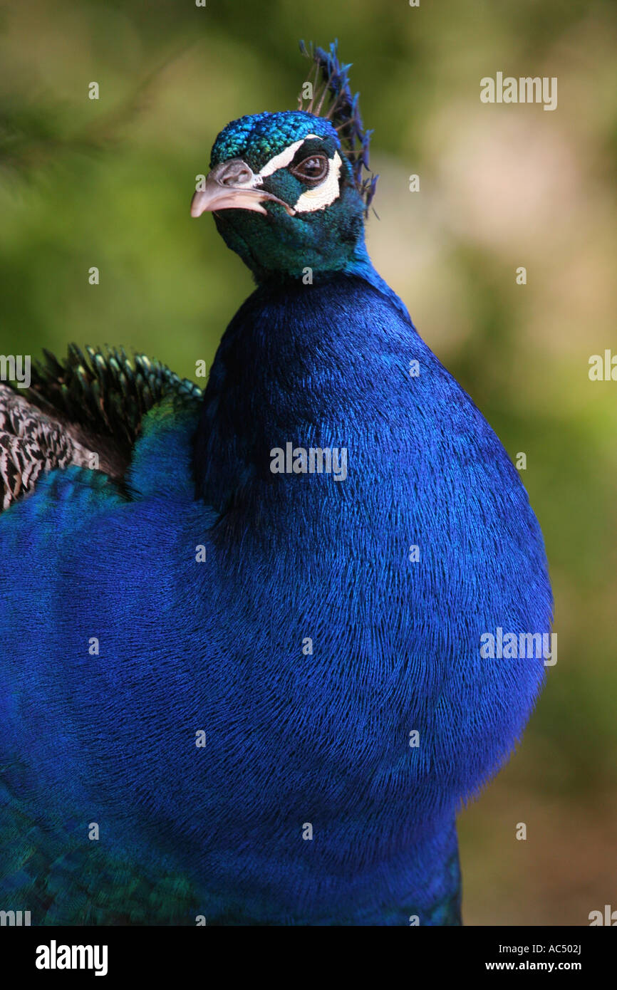 Closeup of a common Peacock displaying bright blue green and brown ...