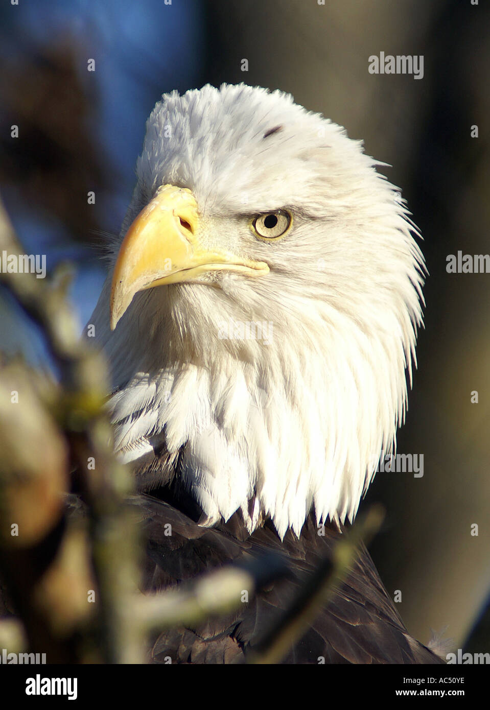Bald Eagle in Washington State Stock Photo - Alamy